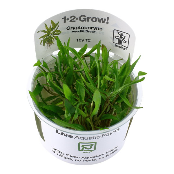 Tropica Cryptocoryne Wendtii Green 1 2 Grow Tissue Culture The